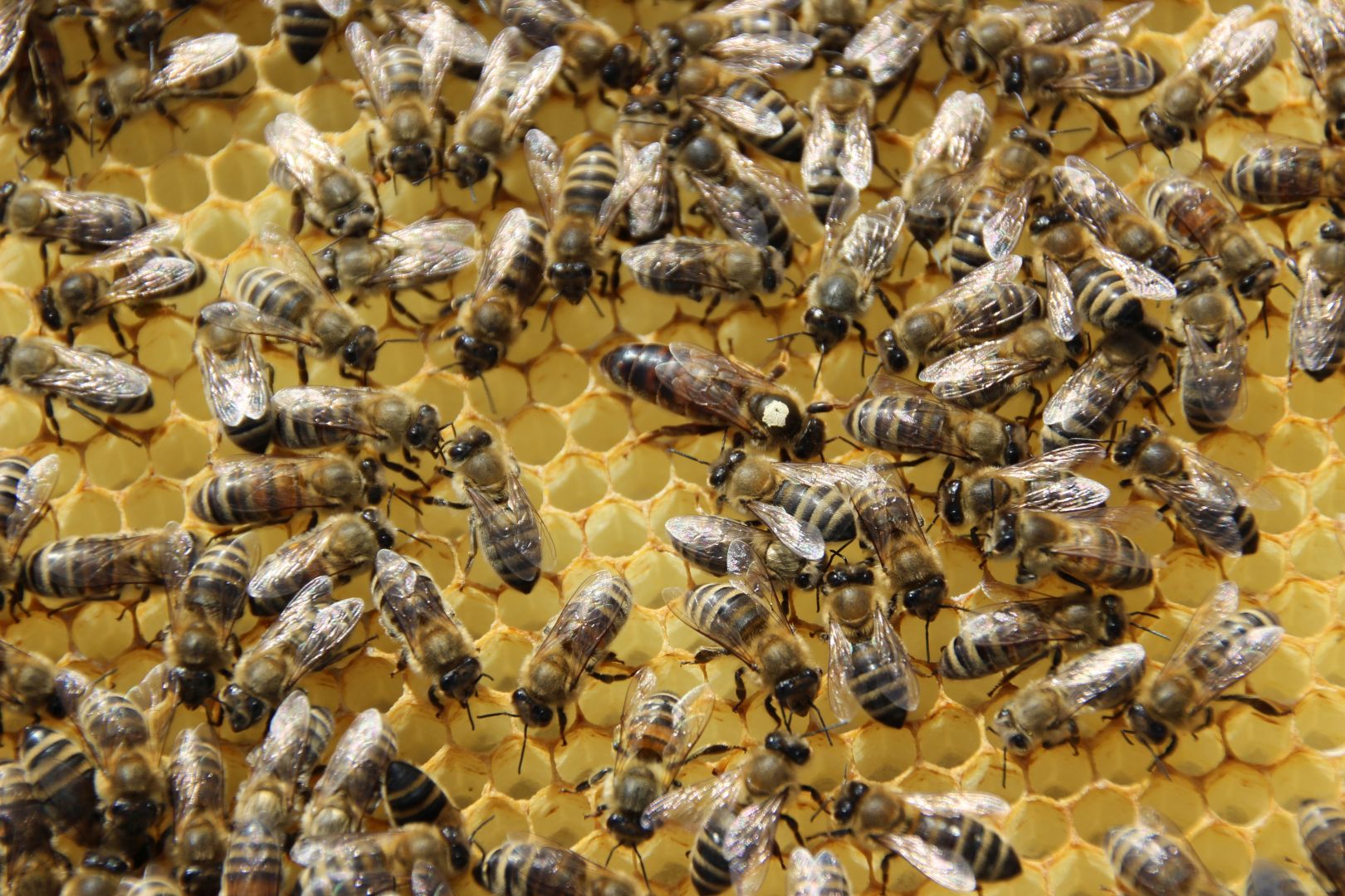 Die Unterschiede zwischen der Königin, der Arbeiterin und der Drohne in ...